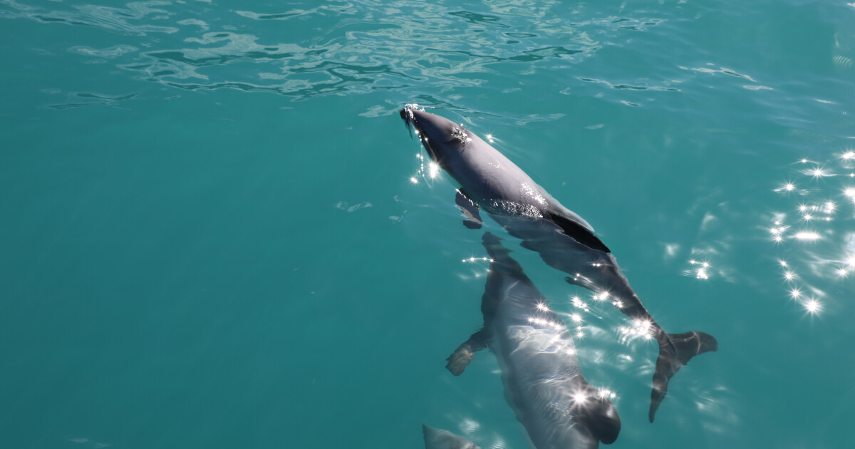 Our Story ~ How Akaroa Dolphins Became World-Renowned - Akaroa Dolphins